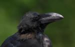 Ravens and Crows | PKOLS – Mount Douglas Conservancy
