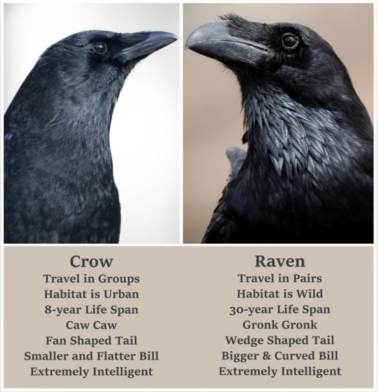 Ravens and Crows | PKOLS – Mount Douglas Conservancy